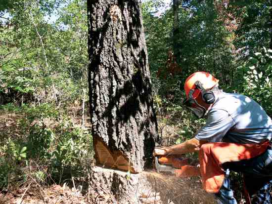 How To Cut Down A Small Tree With a Chainsaw - Grit